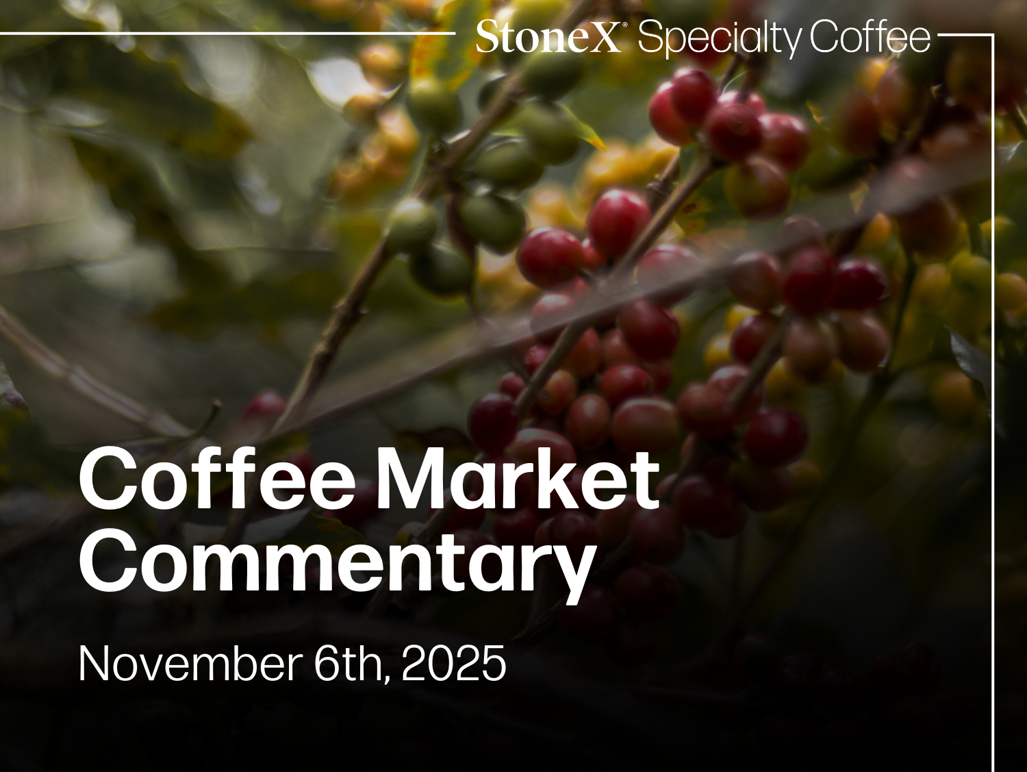 Coffee Market Commentary: October Recap – StoneX Specialty Coffee