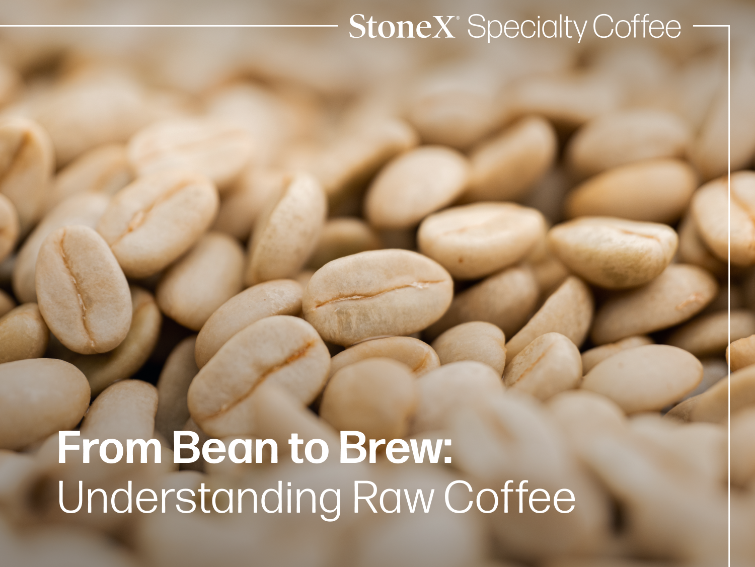 From Bean to Brew: Understanding Raw Coffee – StoneX Specialty Coffee