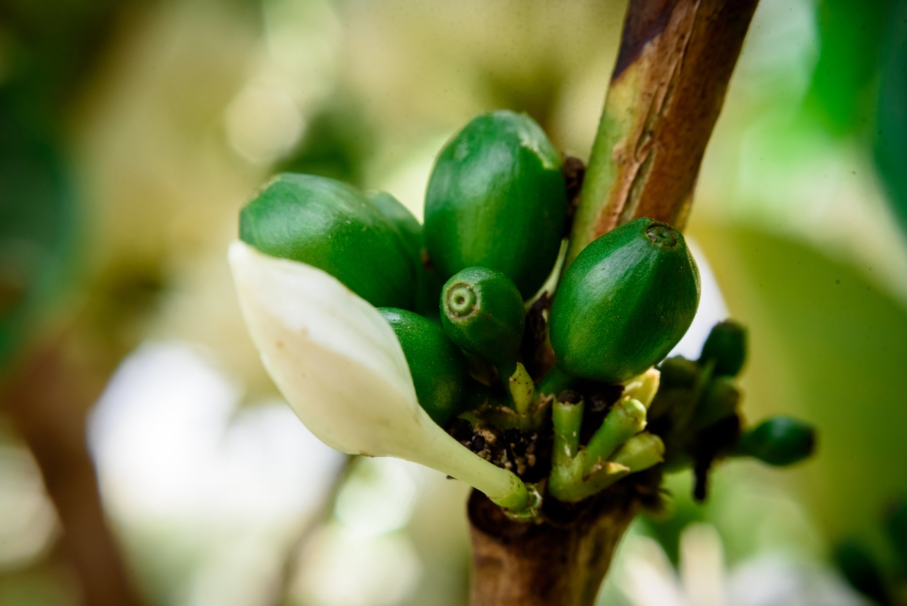 Specialty Green Coffee Beans – StoneX Specialty Coffee