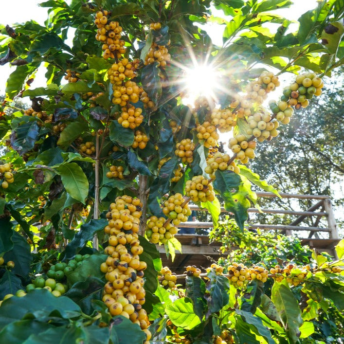 Brazilian Specialty Green Coffee Beans | Mercon Specialty – StoneX ...