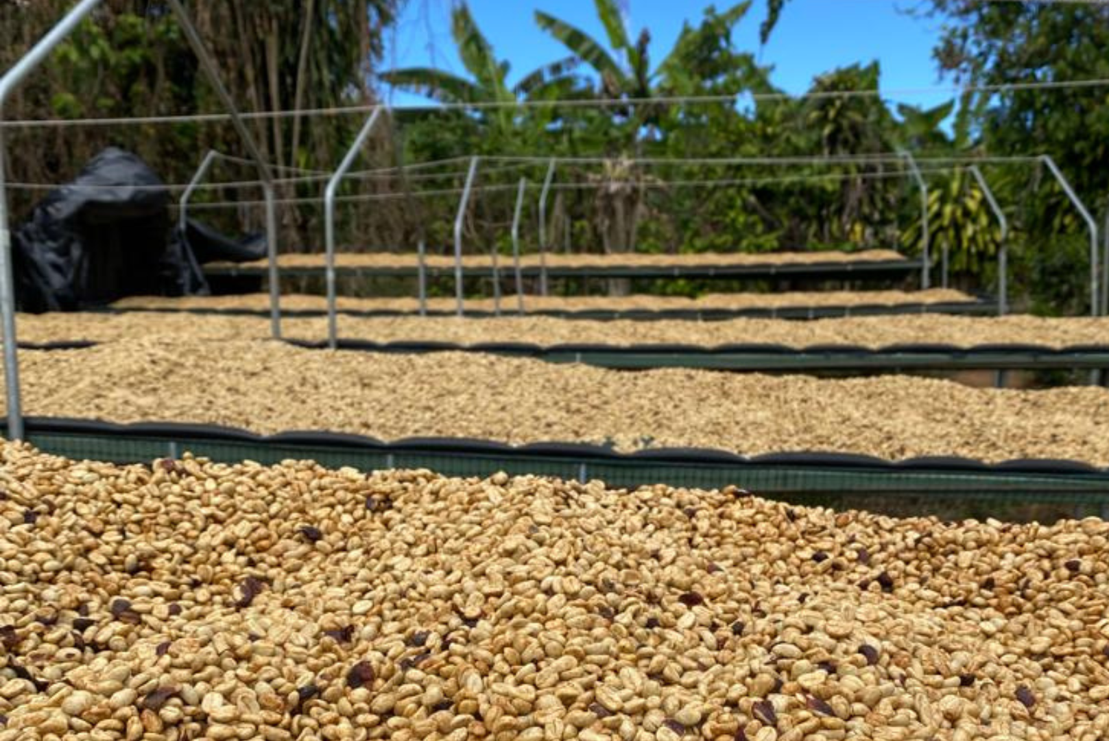 Costa Rica SHB EP Green Coffee Beans | StoneX Specialty Coffee