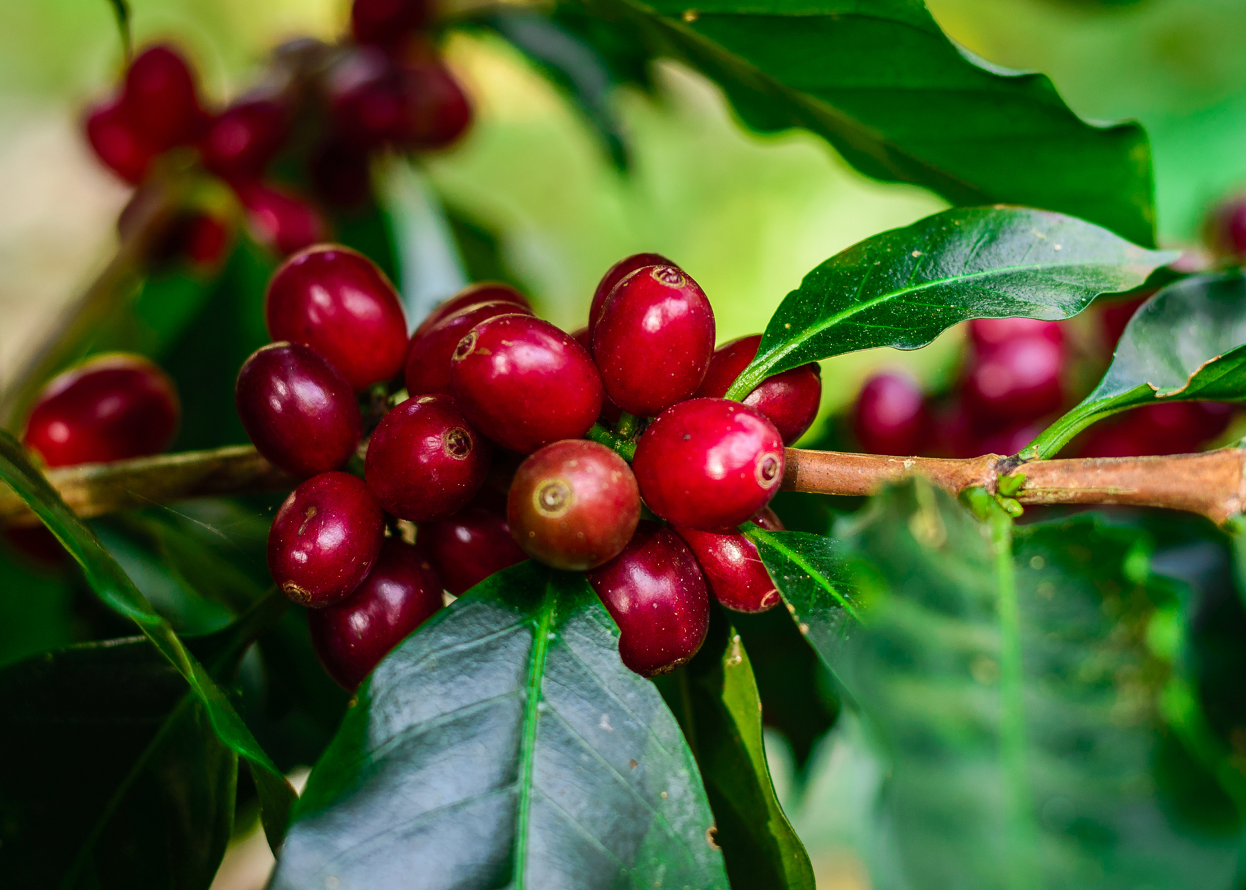 Ethiopian Yirgacheffe Aricha Gr1 Natural Green Coffee Beans | StoneX ...