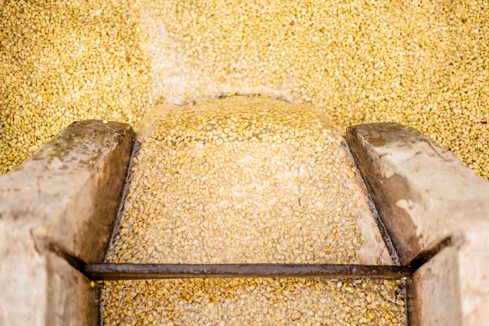 SPOT Coffee Specialty Green Coffee Beans | Mercon Specialty – StoneX ...