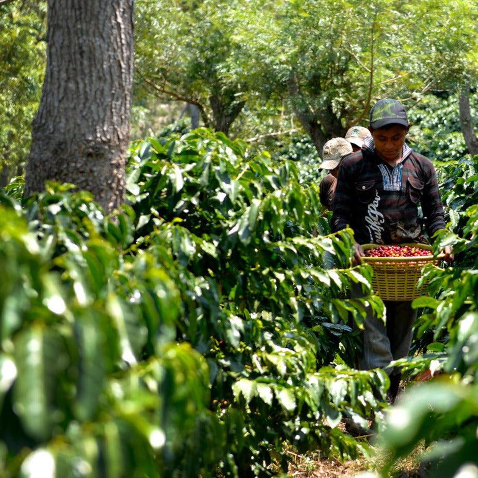 Guatemala SHB EP Green Coffee Beans | StoneX Specialty Coffee