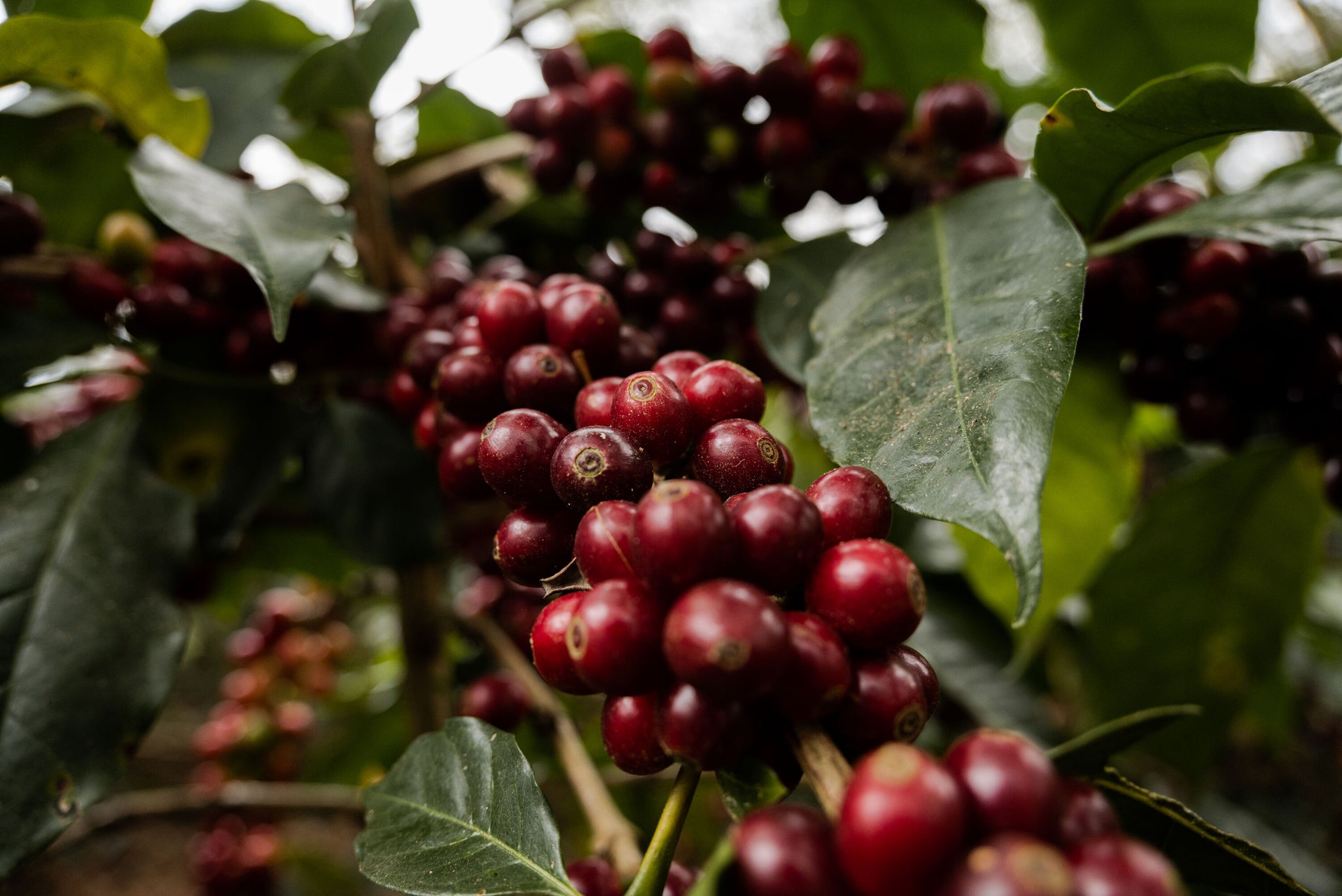 Honduran Specialty Green Coffee Beans | Mercon Specialty – StoneX ...