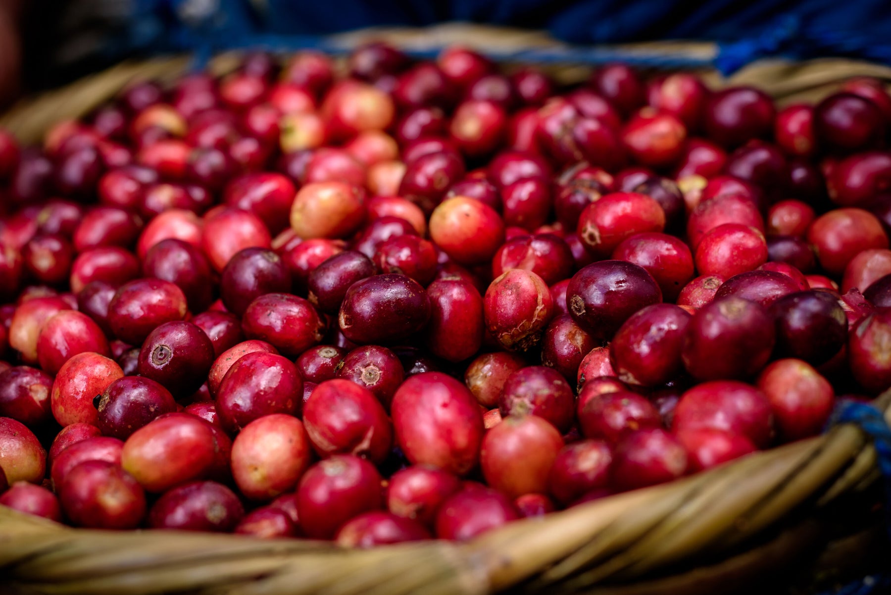 Mexico EA Process Decaffeinating Green Coffee Beans | StoneX Specialty ...