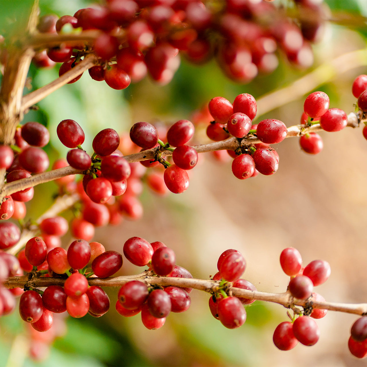 Papua New Guinea Eastern Highlands Gr B-15 Green Coffee Beans | StoneX ...