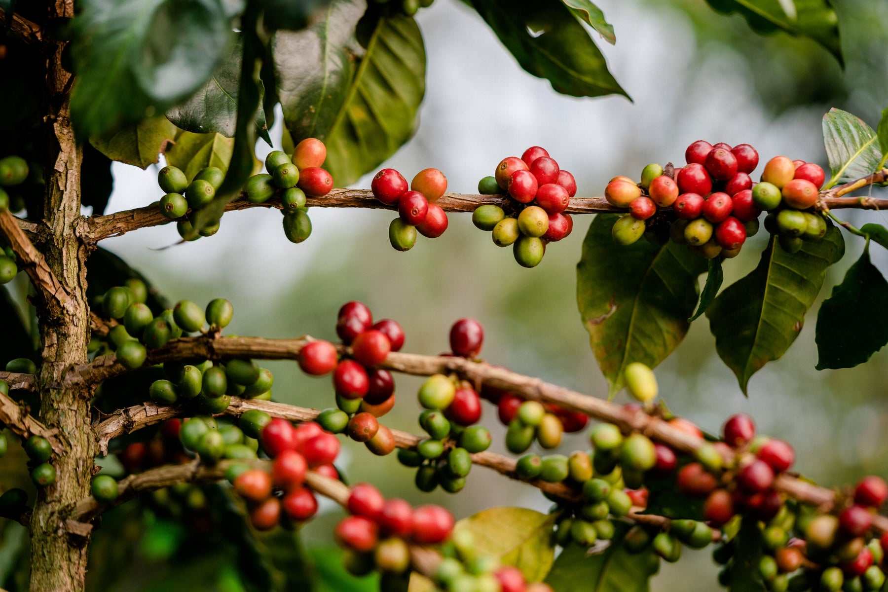 Papua New Guinea Moanti Gr A ML Green Coffee Beans | StoneX Specialty ...