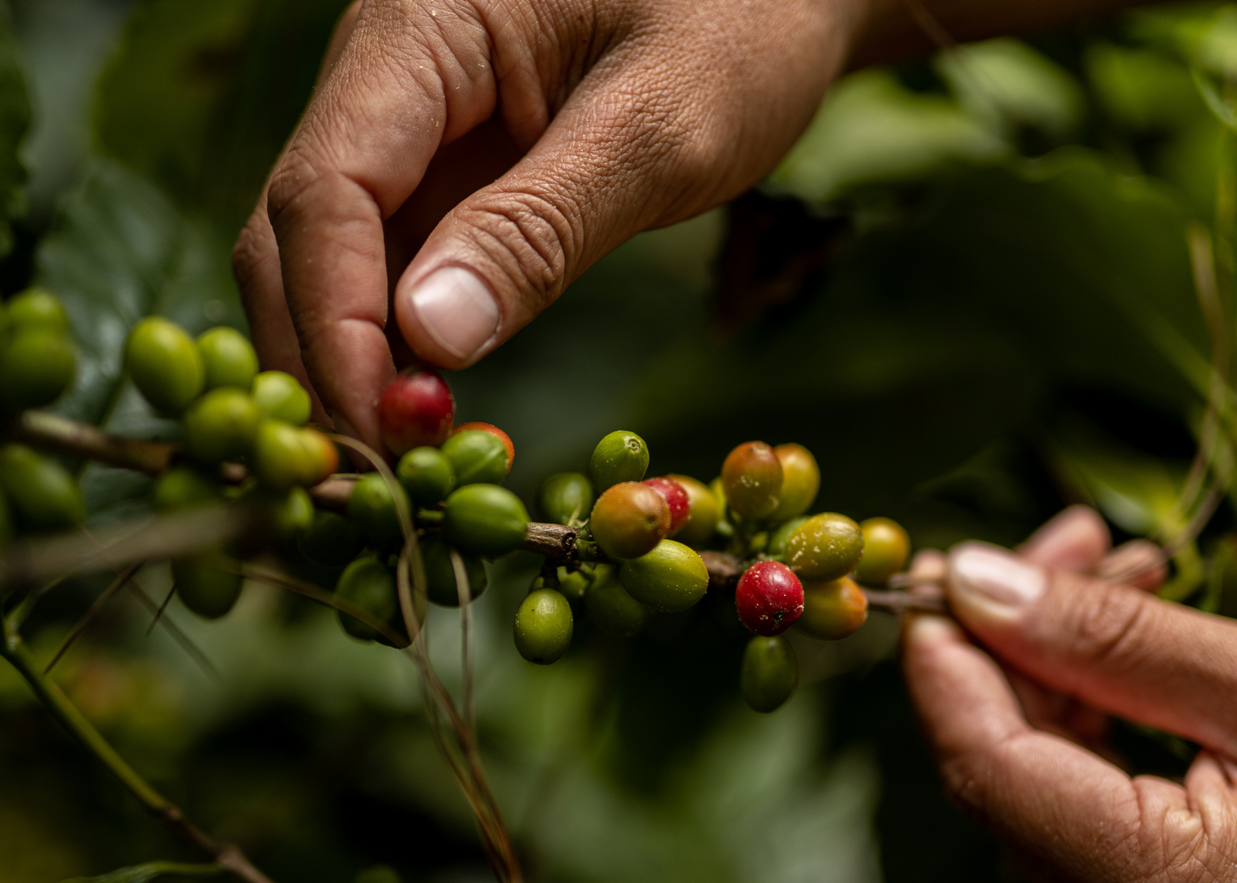 Peru Peru Cerro Blanco Moyobamba FTO Green Coffee Beans | StoneX ...