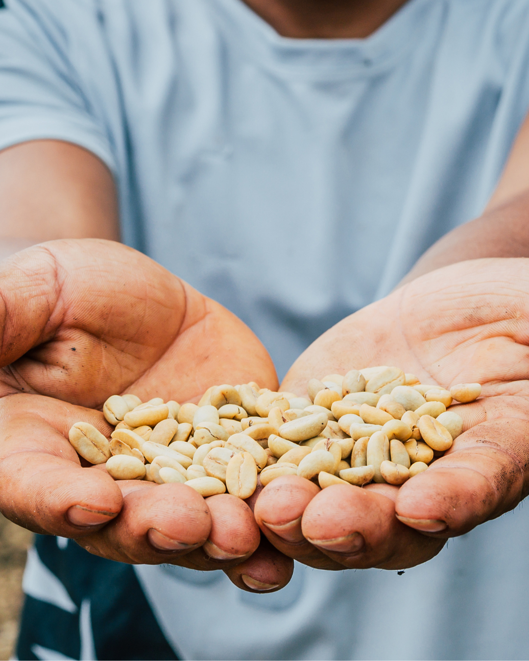 Peru Specialty Green Coffee Beans | StoneX Specialty Coffee