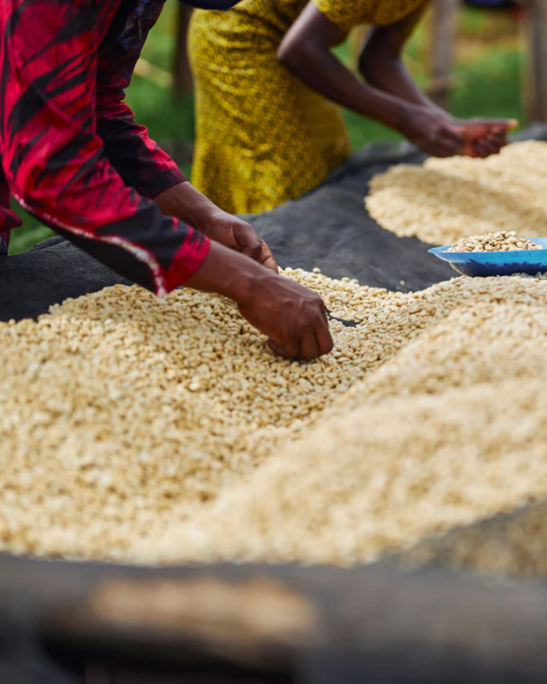 Rwanda Green Coffee Beans | StoneX Specialty Coffee