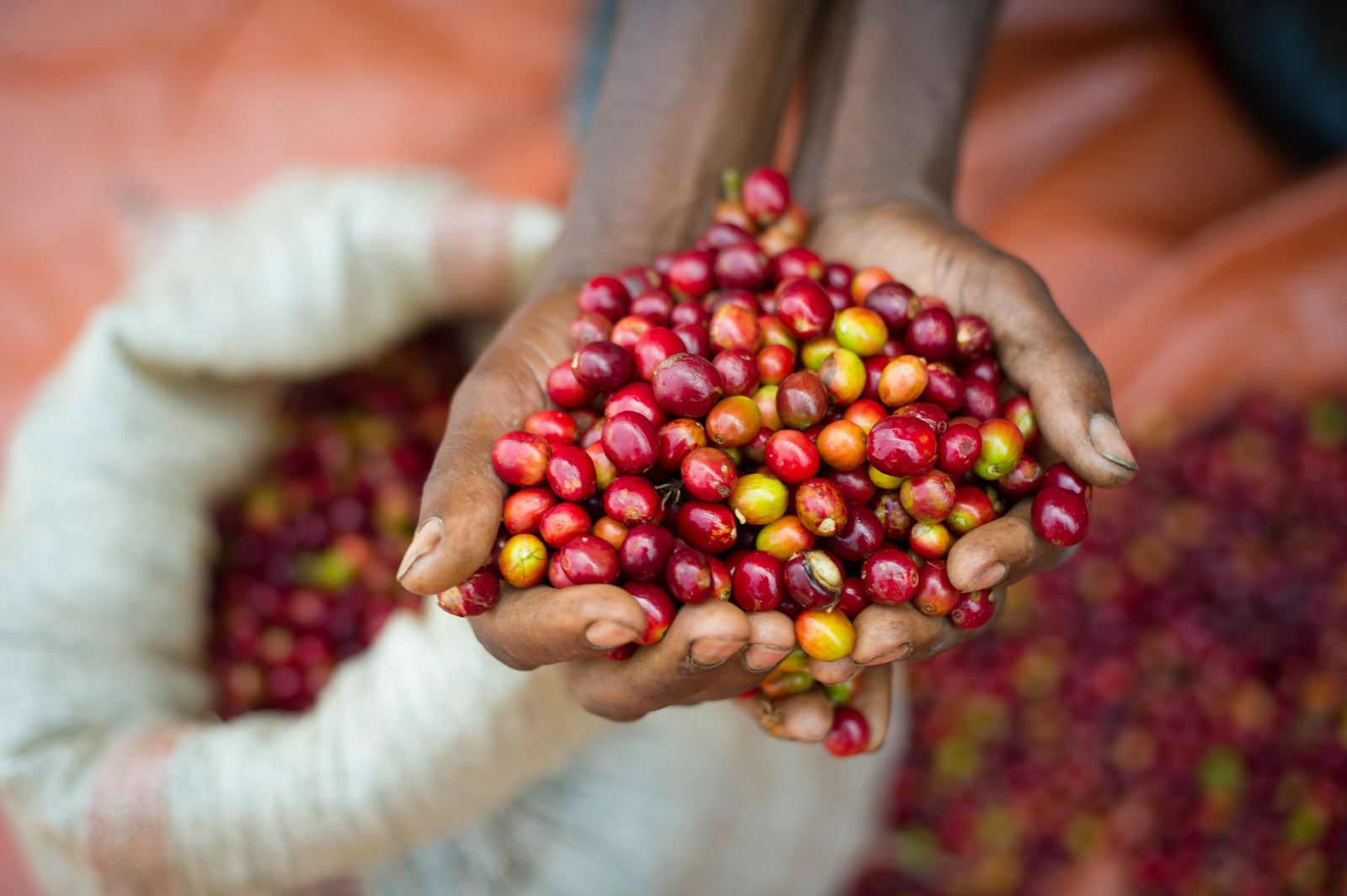 Rwanda Green Coffee Beans | StoneX Specialty Coffee
