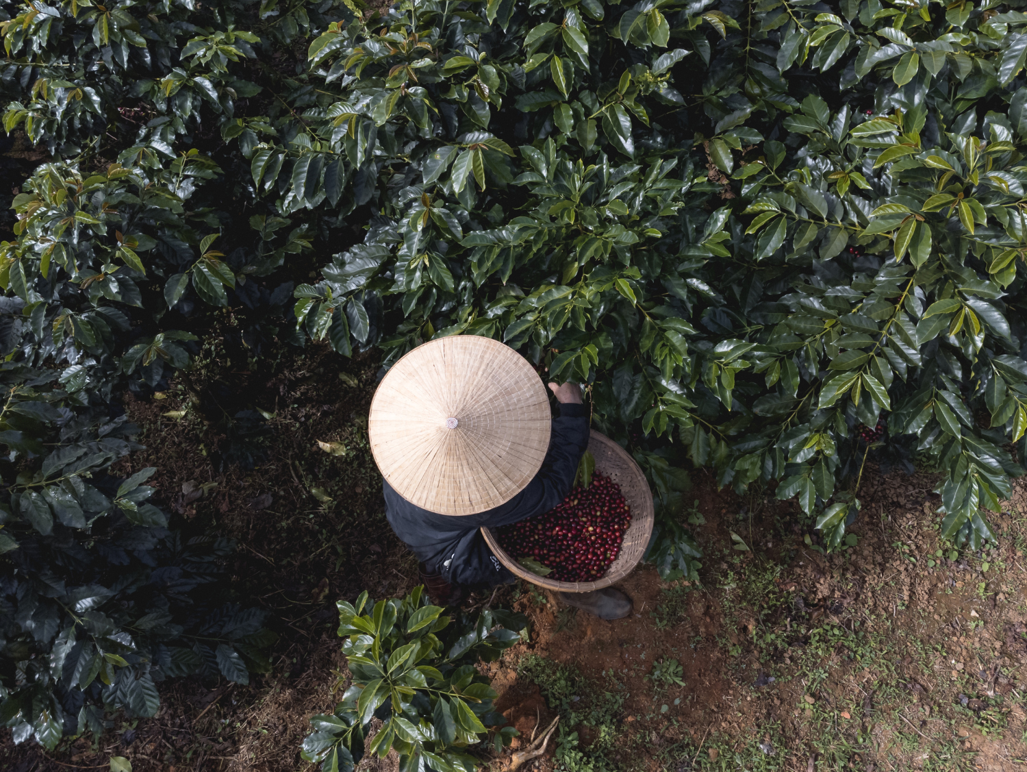 Vietnamese Son La Natural ML Green Coffee Beans | StoneX Specialty Coffee