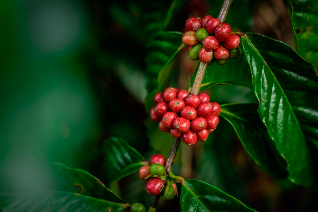Vietnamese Polished Robusta 16 Green Coffee Beans | StoneX Specialty Coffee