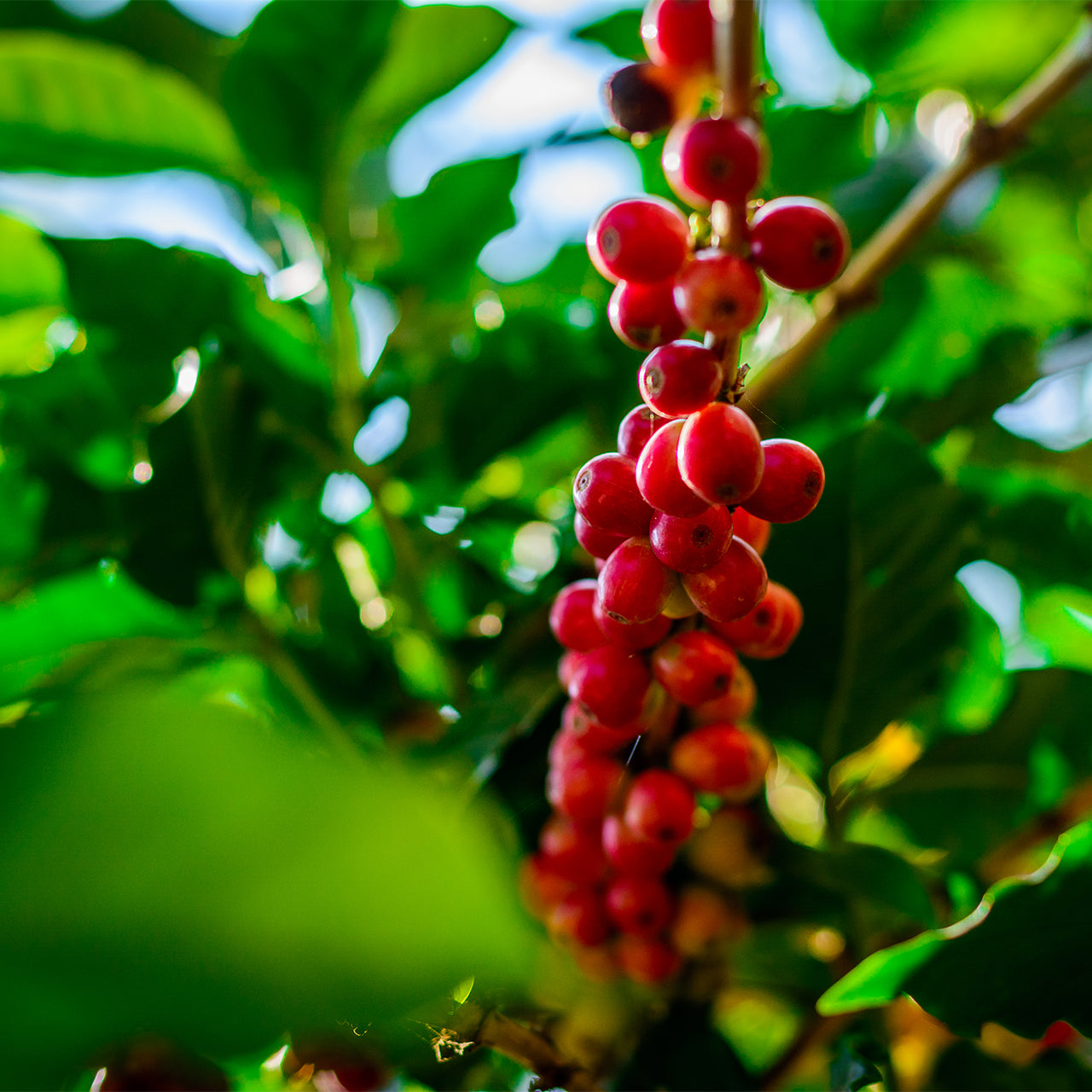 Colombian Decaf Excelso EP SWP Green Coffee Beans | StoneX Specialty Coffee